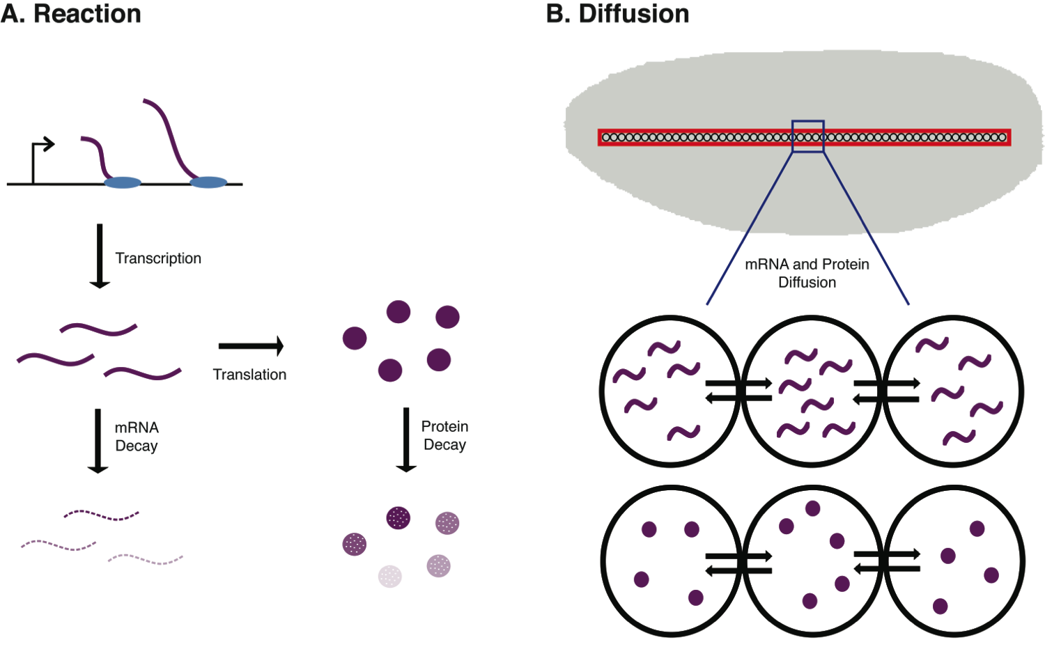 Reaction-diffusion equations and sensitivity analysis | Dresch Lab
