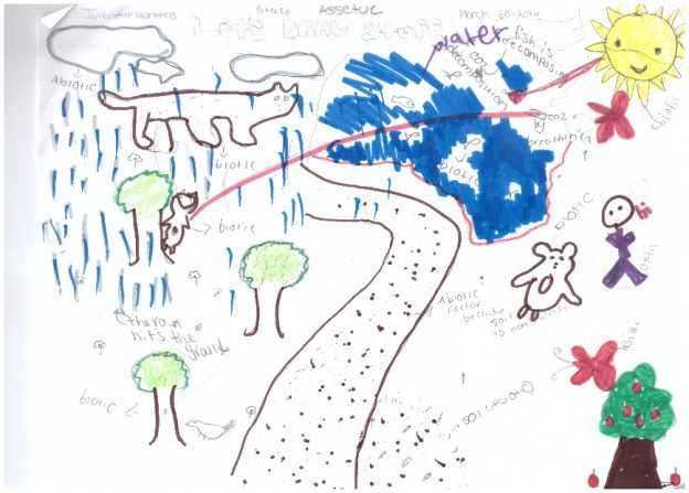 Carbon Cycle Projects 2 | Edward Chen