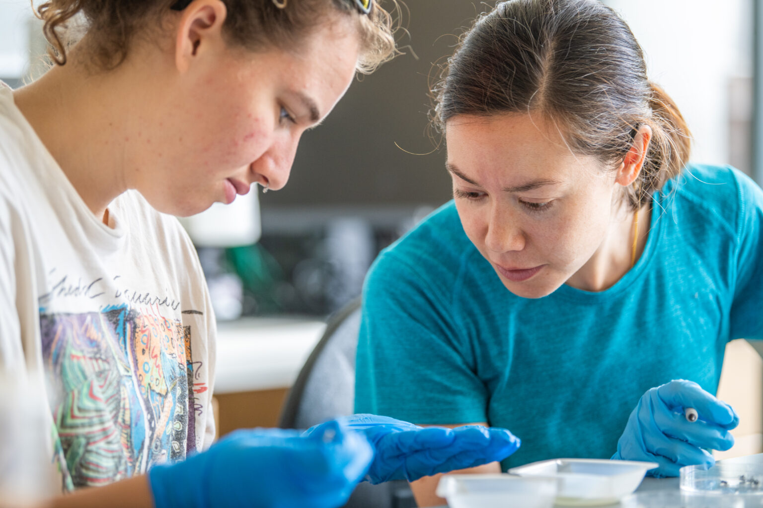 Inspecting beetle – McCullough Lab